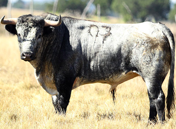 ¡Bonitos y gorditos! Estos son los toros de Haro para la corrida ...