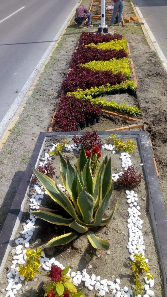 5 mil plantas embellecerán camellones de Apizaco - Cuarto de Guerra ...